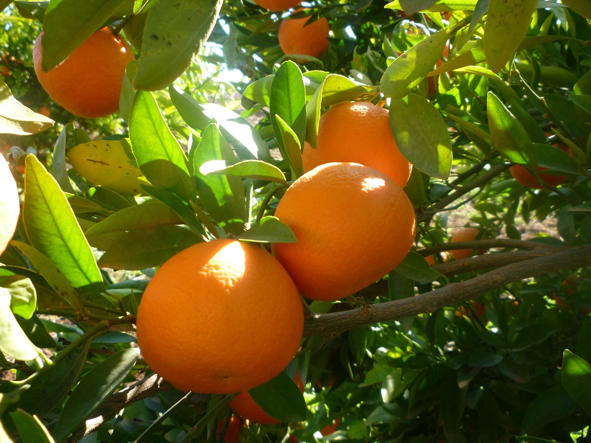 Fruit | Secure up to 10% wholesale discount now